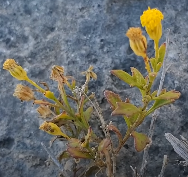 Perityle angustifolia (A. Gray) Shinners :: 닥마들