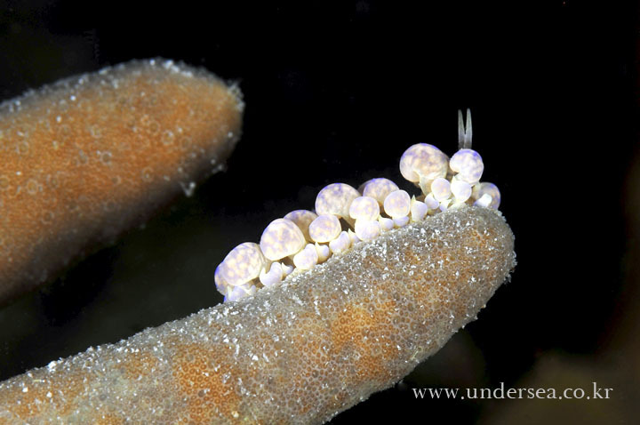 Macro in Moal Boal, Philippines