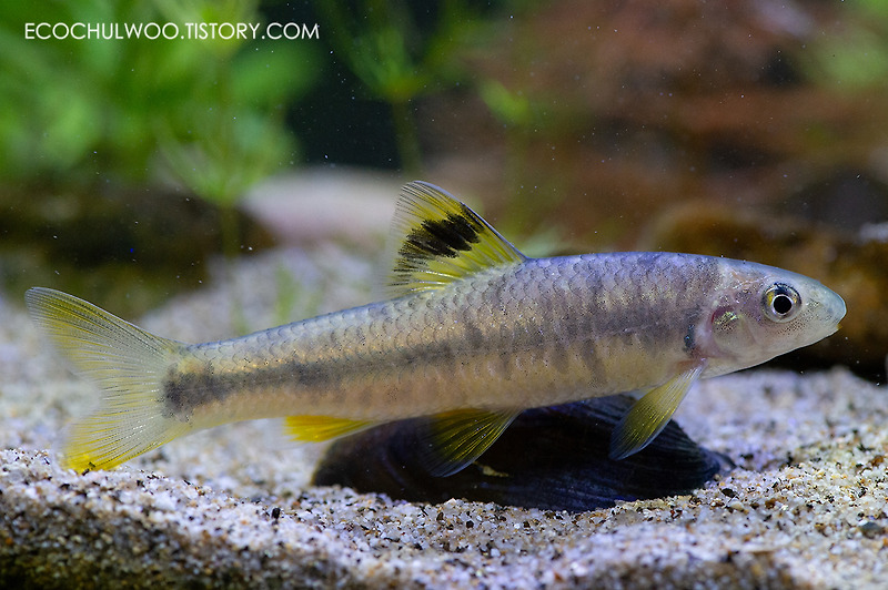 참중고기 Sarcocheilichthys variegatus wakiyae