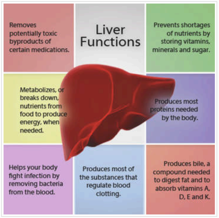Liver functions :: ultrasound study