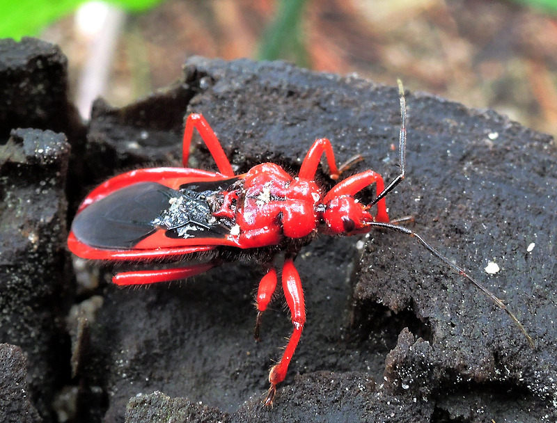 잔침노린재 Labidocoris pectoralis