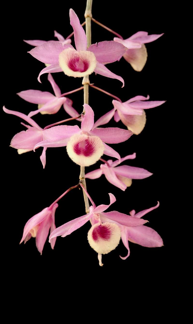덴드로비움 맥케이 파리쉬(Dendrobium Mackay Parish)