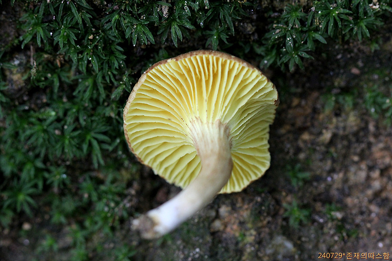 노란길민그물버섯 Phylloporus bellus