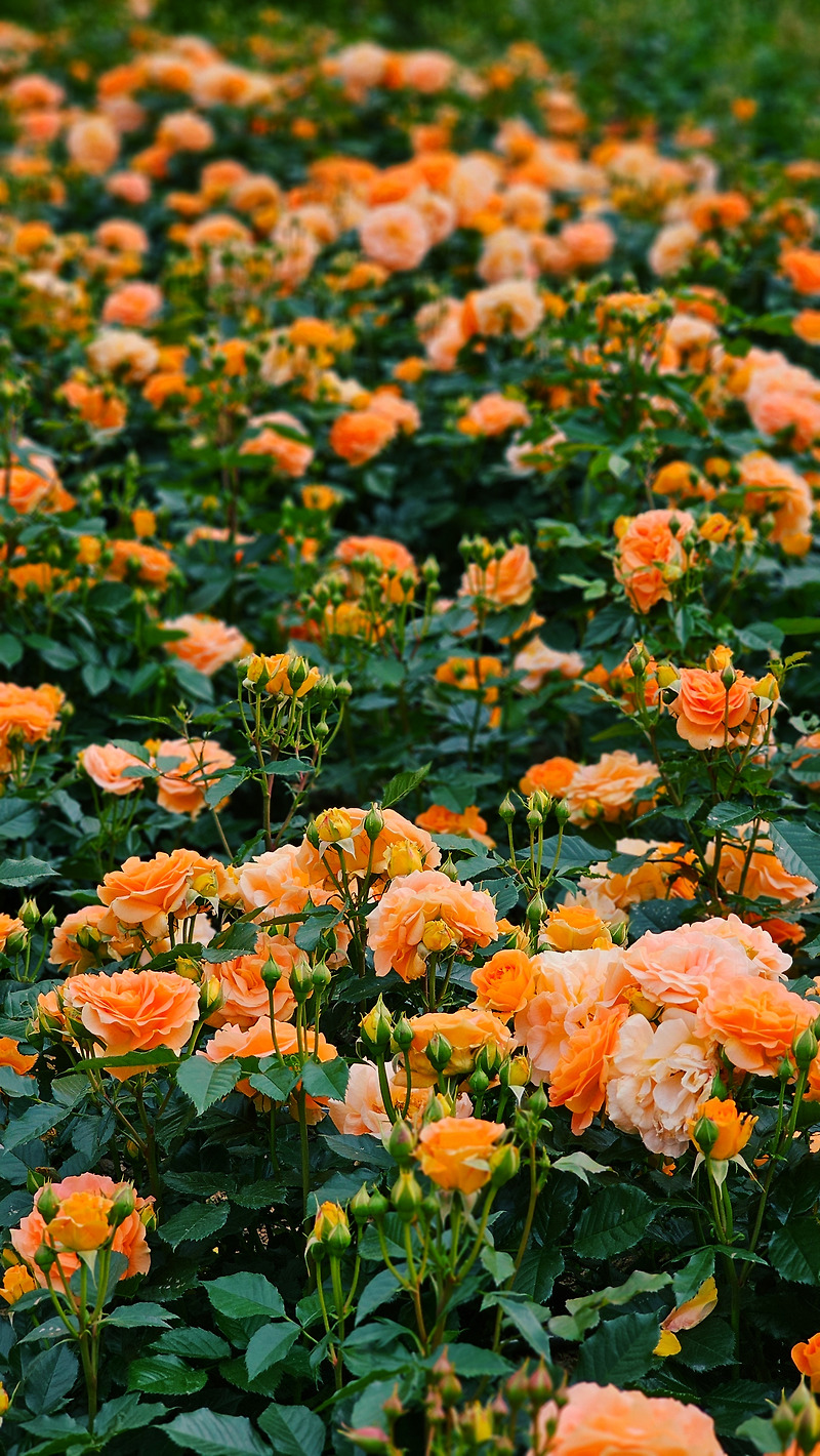 Goldelse Rose