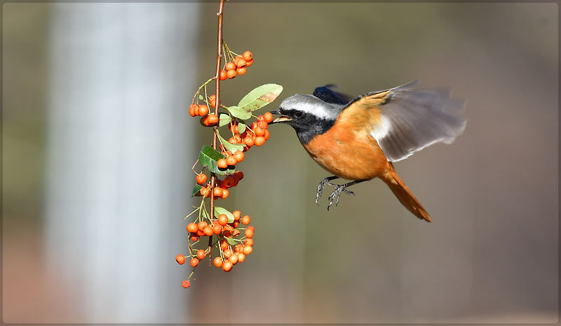 딱새 :: jwk2121의 tistory입니다.