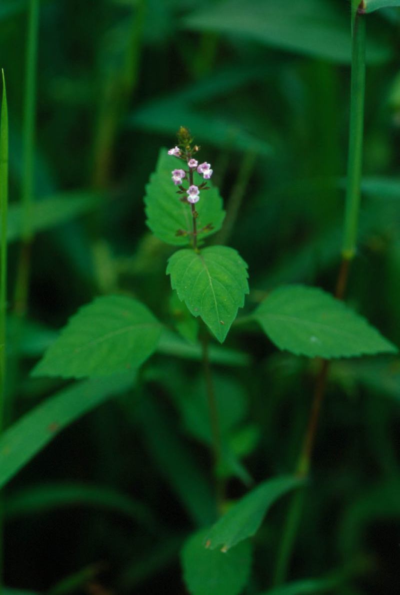 들깨풀(학명 : Mosla punctulata (Gmel.) Nakai)