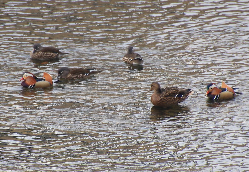 [20240105]안양천 화창습지앞에서 원앙을 만나다