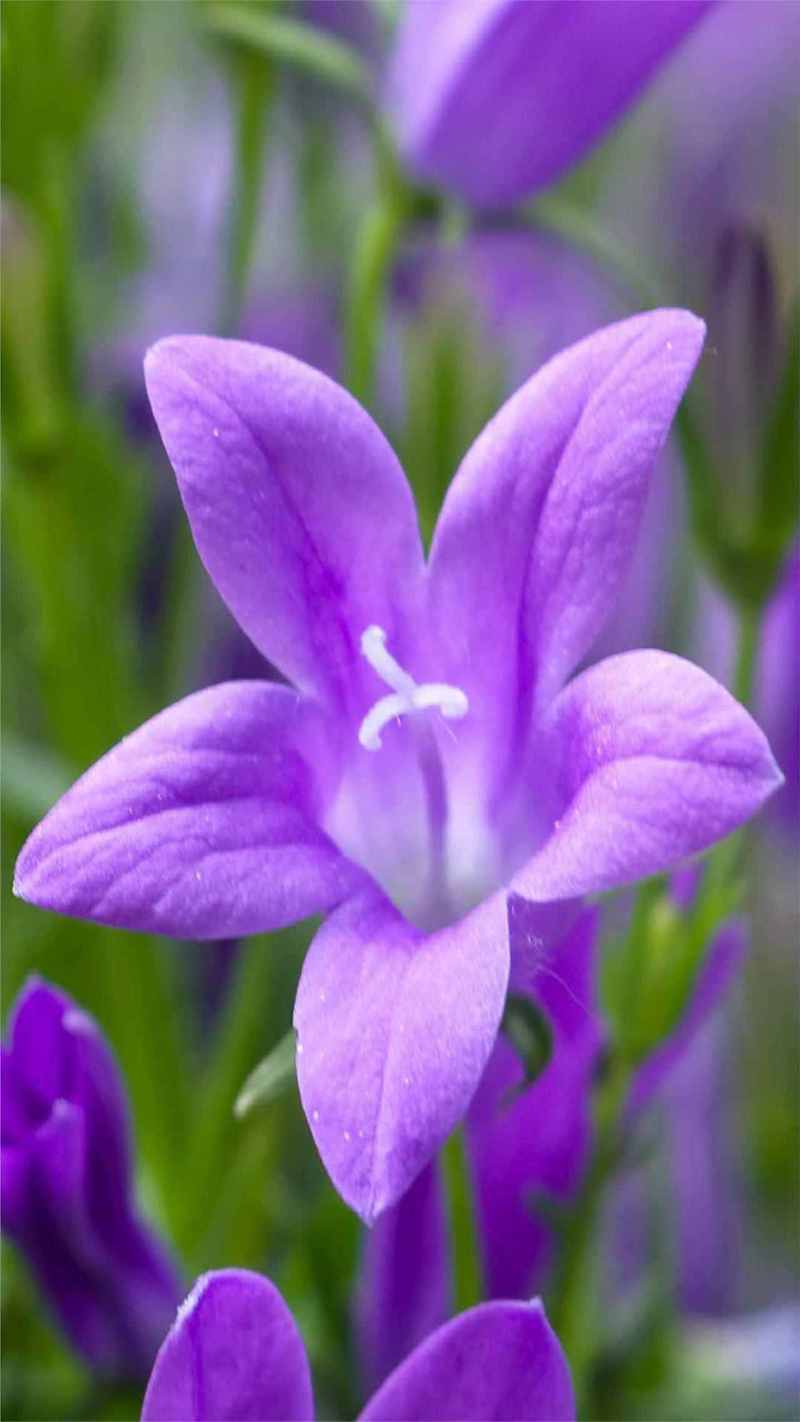 Bellflower wallpaper