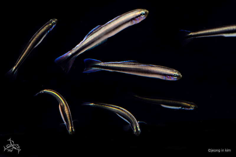 꼬마청황(Parioglossus_dotui)