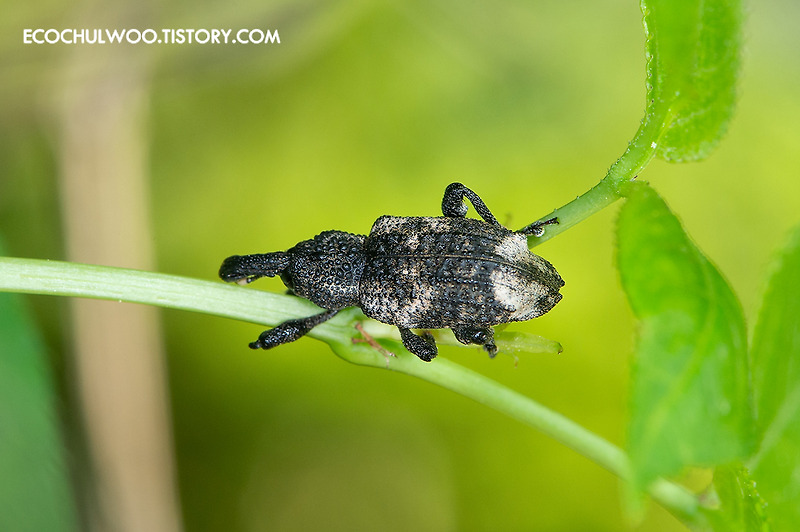올리브곰보바구미 Pimelocerus perforatus