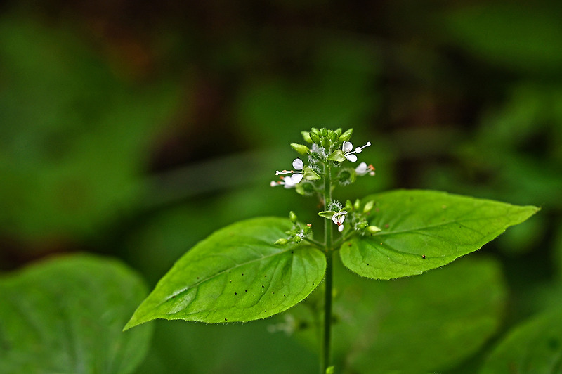쇠털이슬(Circaea cordata Royle )ㅡ바늘꽃과