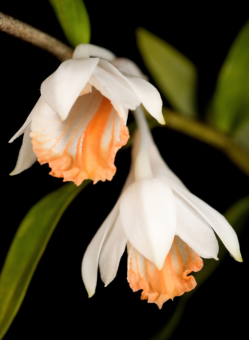덴드로비움 롱기코르누(Dendrobium longicornu)