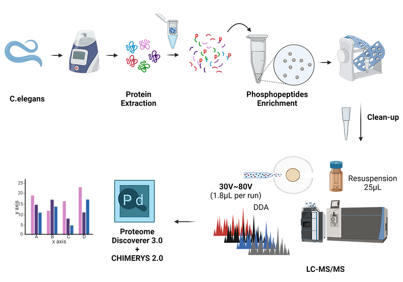 C.elegans Phosphopeptide Analysis with FAIMS/GL-Science TiO2 beads/PD3 ...