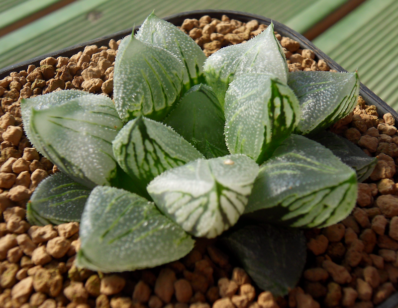 하월시아 소울크라운(Soul Crown)..