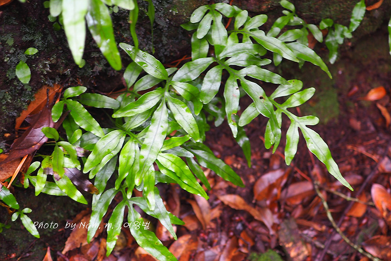 손고비(고란초과 손고비속) Leptochilus ellipticus (Thunb.) Noot.