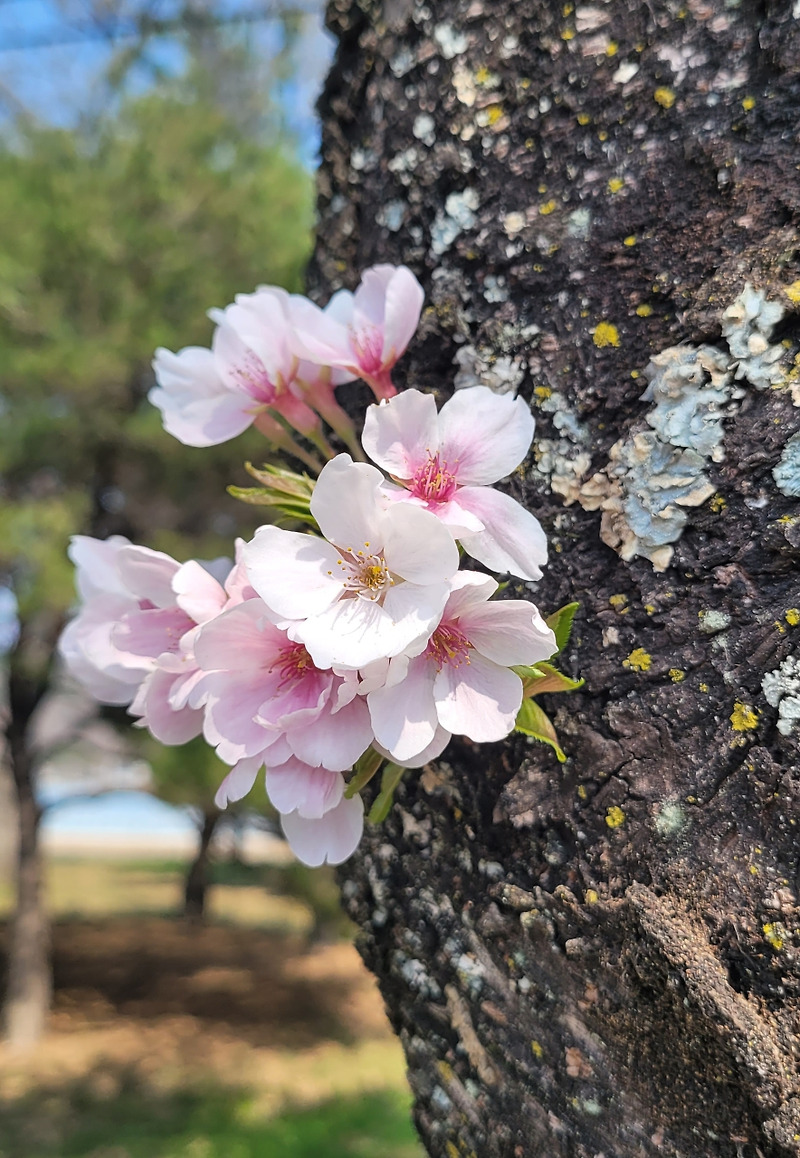 여유롭고 한적한 벚꽃 즐기기 :: ps-qs