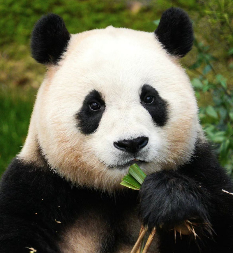 [Algorithm] 피자 나눠먹기 #1 (w/ Swift & Python)