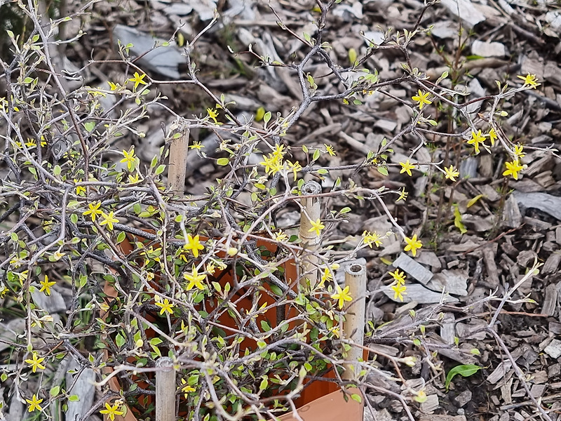 Corokia cotoneaster (20231027)