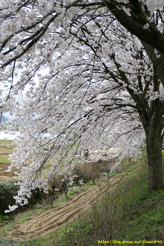 Sentimental Green - Jeon Su Yeon