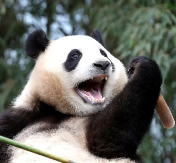 [Swift] Closure, Higher Order Function