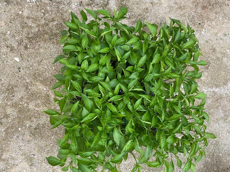 스타트업이 창출하는 경제적 가치