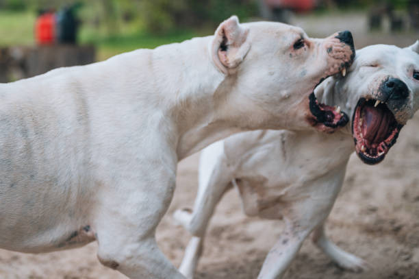 Unveiling the Power: Demystifying the Pit Bull Bite Force Phenomenon