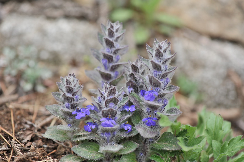 조개나물 Ajuga multiflora