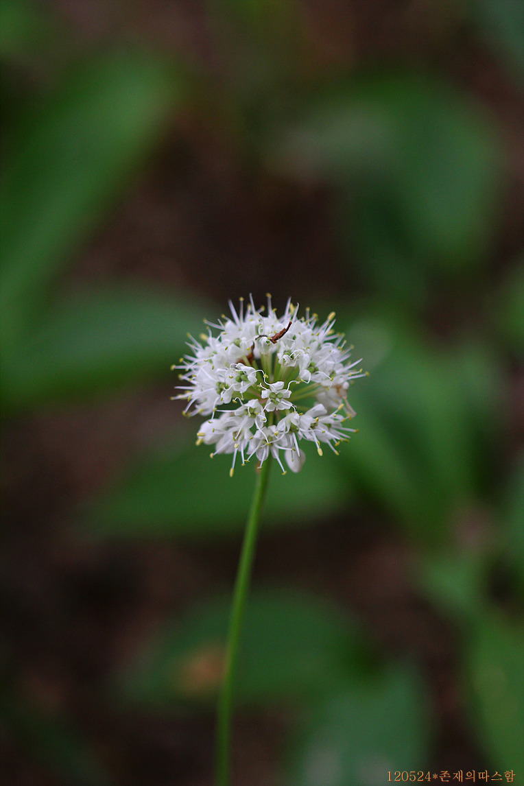 산마늘 Allium microdictyon