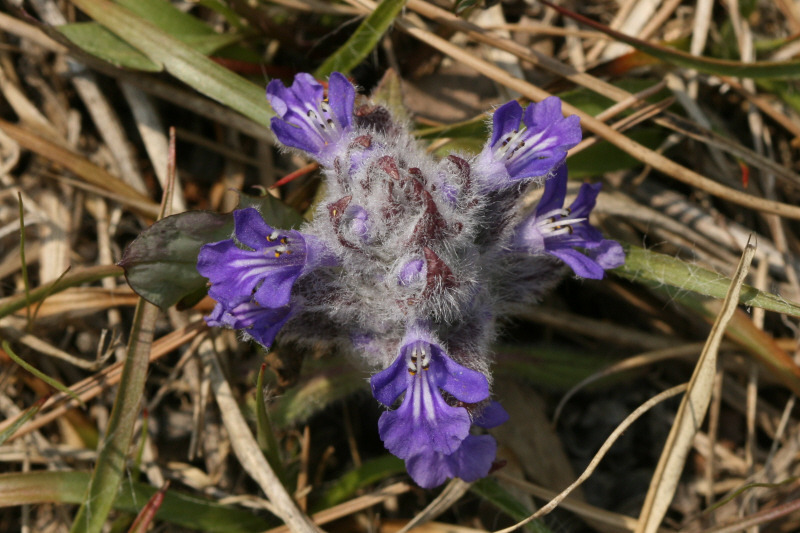 조개나물 (Ajuga multiflora Bunge)