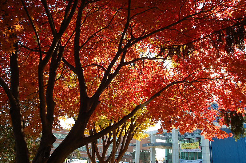 Autumn 2000 in Sangji-4