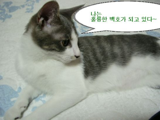 훌륭한 백호가 되기에는 아직 멀었느냐~