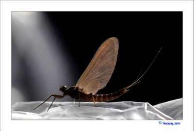 하루를 살기 위해 천일을 기다린 하루살이