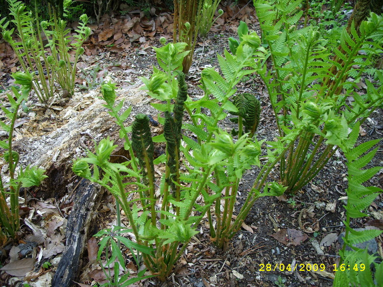 꿩고비(1)(꿩고비와 음양고비 비교)