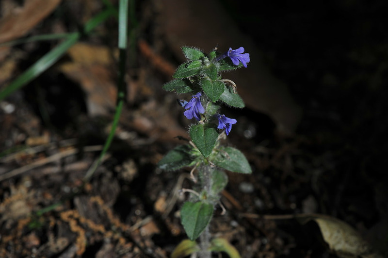 조개나물 Ajuga multiflora