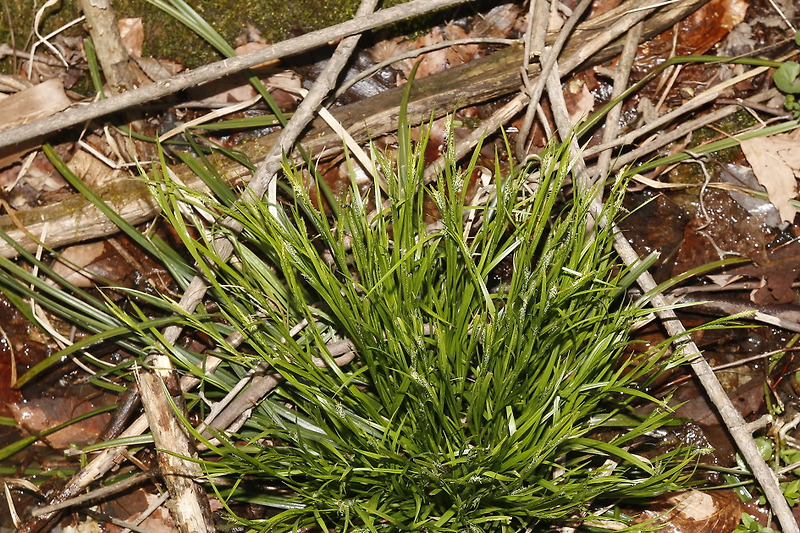 주름청사초 (Carex rugata Ohwi)