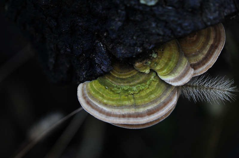 흰구름버섯 Coriolus hirsutus