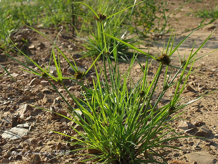 갯방동사니(사초과 방동사니속) Pycreus polystachyos (Rottb.) P.Beauv.