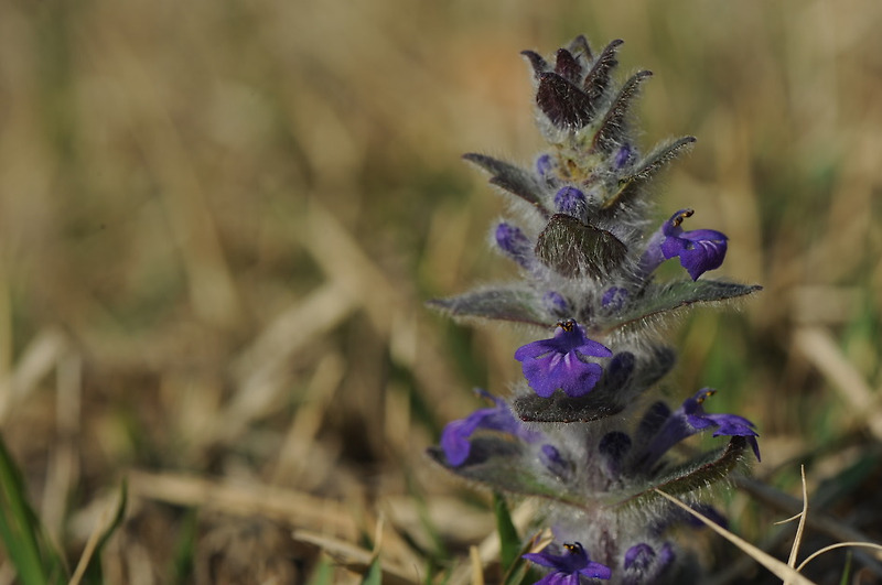 조개나물 Ajuga multiflora