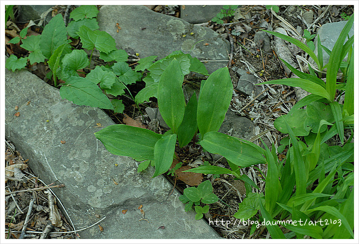 산마늘 Allium microdictyon Prokh.