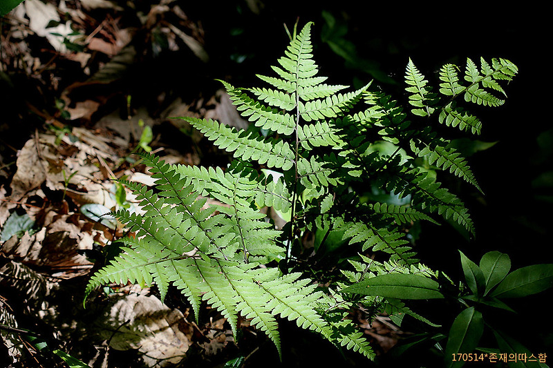 넓은잎개고사리 Athyrium wardii