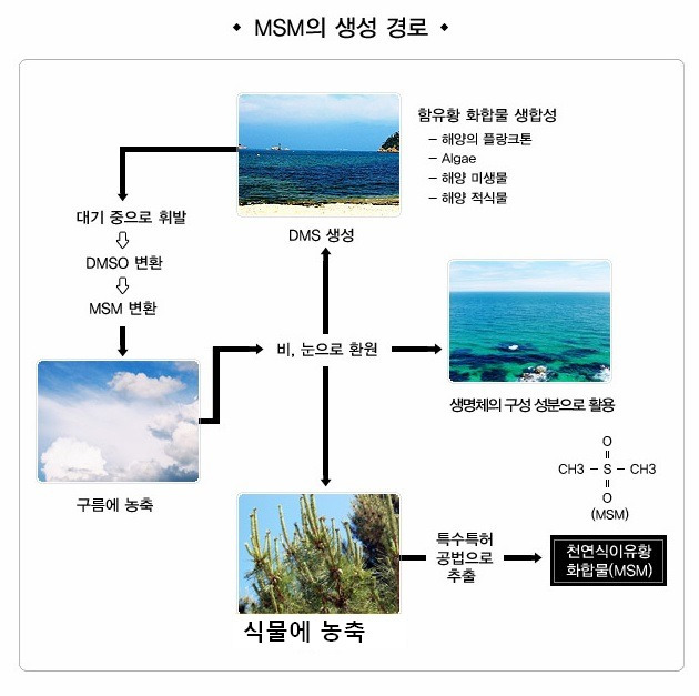 msm (Methyl Sulfonyl Methane)이란? 식물성 유황/조인스틱