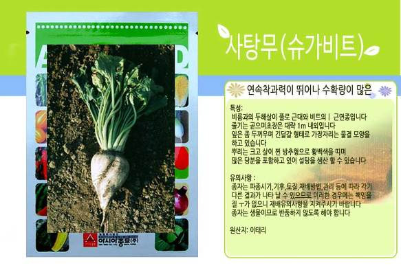 슈가비트 사탕무