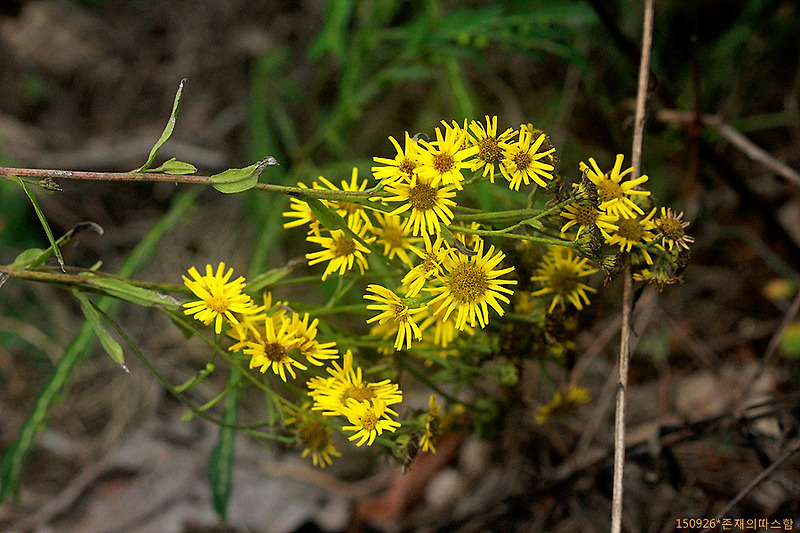 가는금불초 Inula britannica var. linariifolia