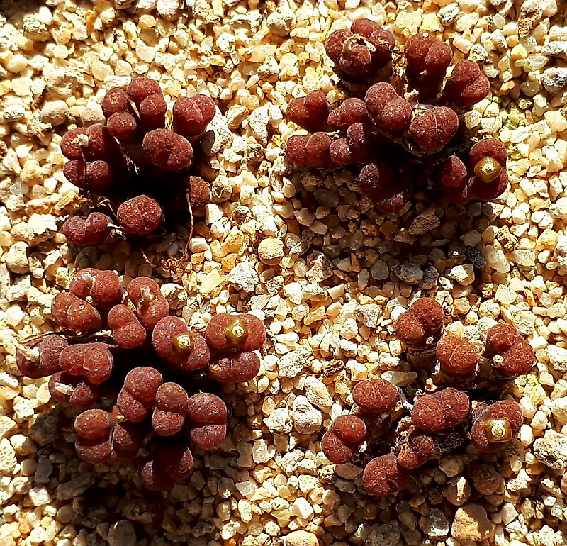 펠루시덤 브릭레드