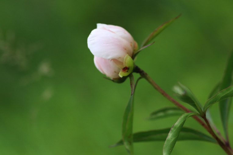 작약 (작약/백작약/산작약의 비교)