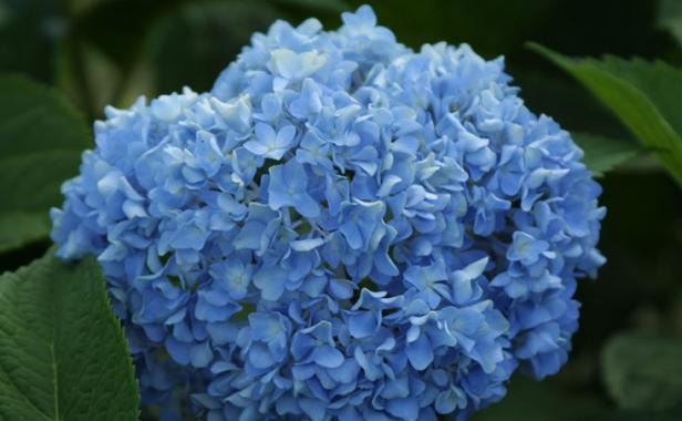 552 수국 '디케이터 블루' Decatur Blue - 중부지방 월동 가능 품종