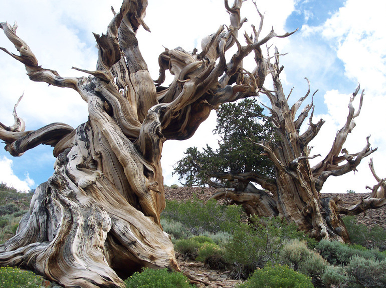 Bristlecone Pine Prometheus