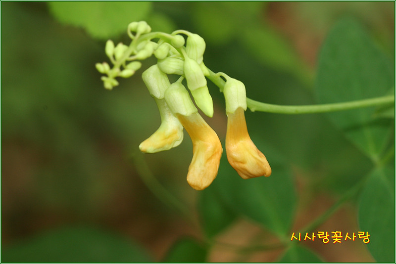 활량나물 Lathyrus davidii Hance :: 시사랑꽃사랑