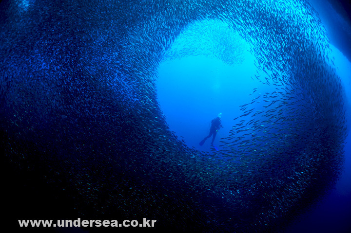 The role of aquatic model?