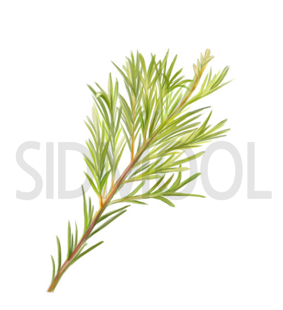 4-터피네올 (4-Terpineol)